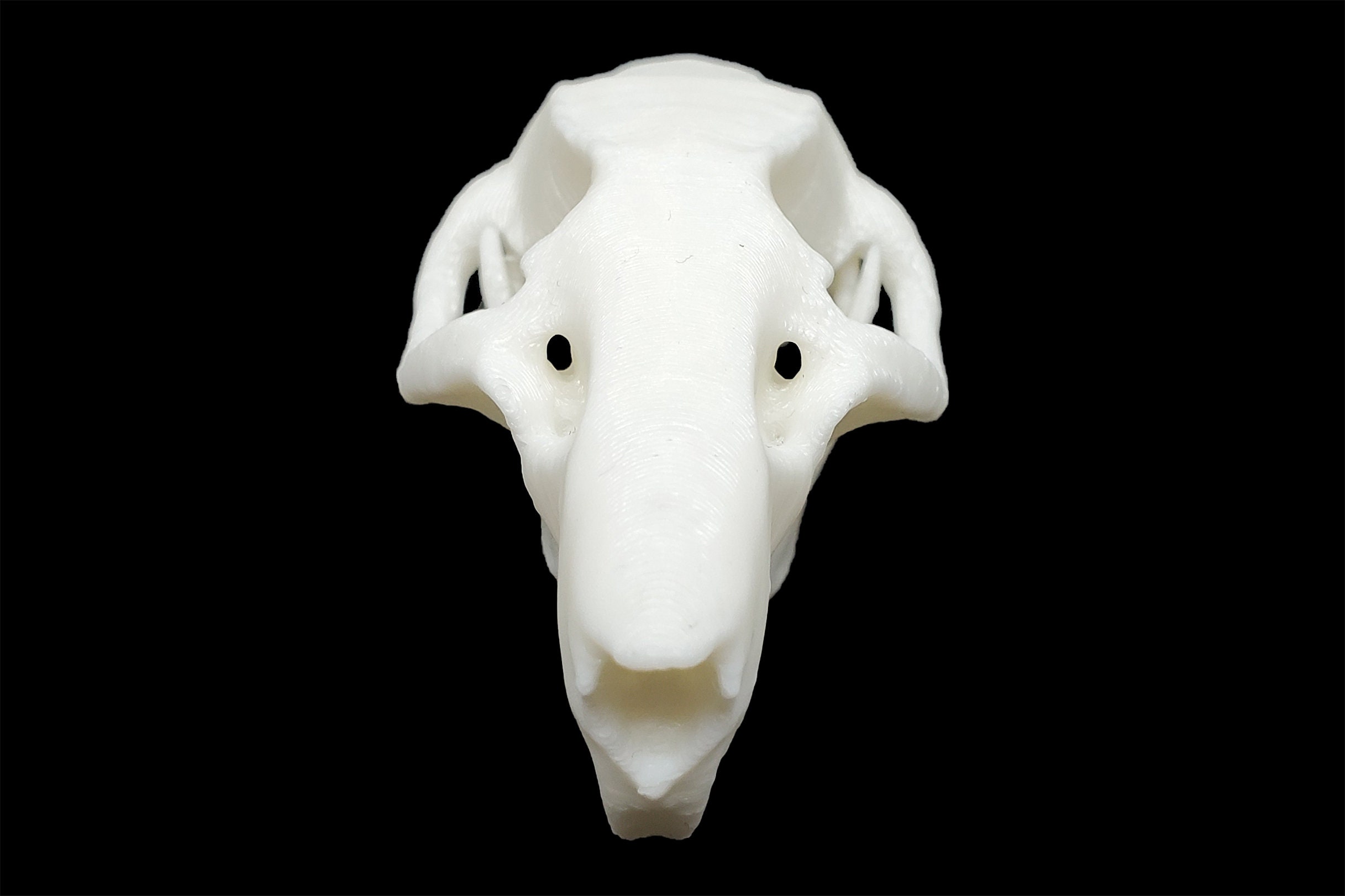 Ricefield Rat Skull • Replica Animal Skull • 3D Printed - Etsy