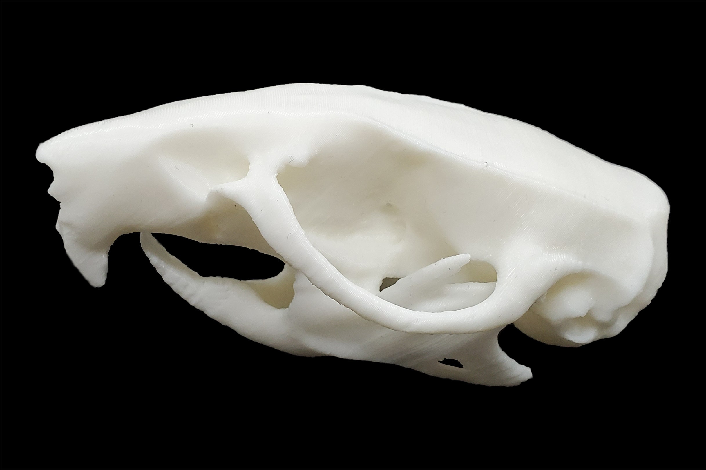 Ricefield Rat Skull • Replica Animal Skull • 3D Printed - Etsy