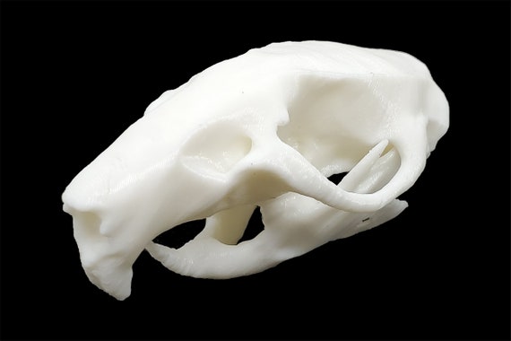 Hispid Cotton Rat Skull