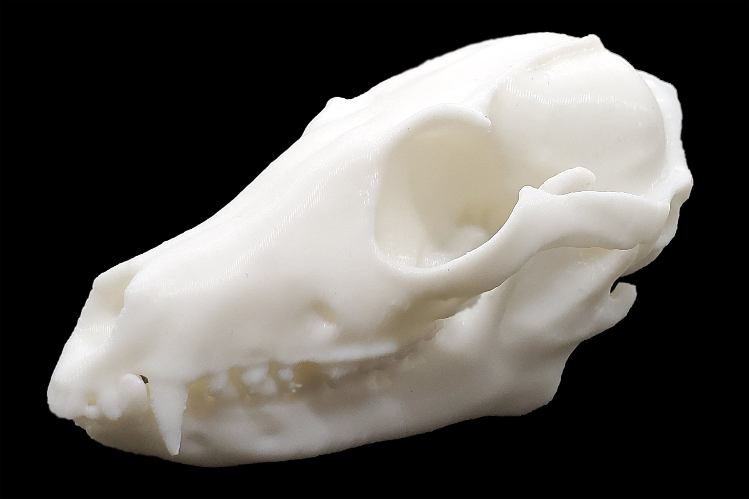 Red Fox Skull • Replica Animal Skull • 3D Printed - Etsy
