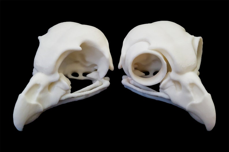 Great Grey Owl Skull (with Sclerotic Ring) • Replica Animal Skull • 3D ...