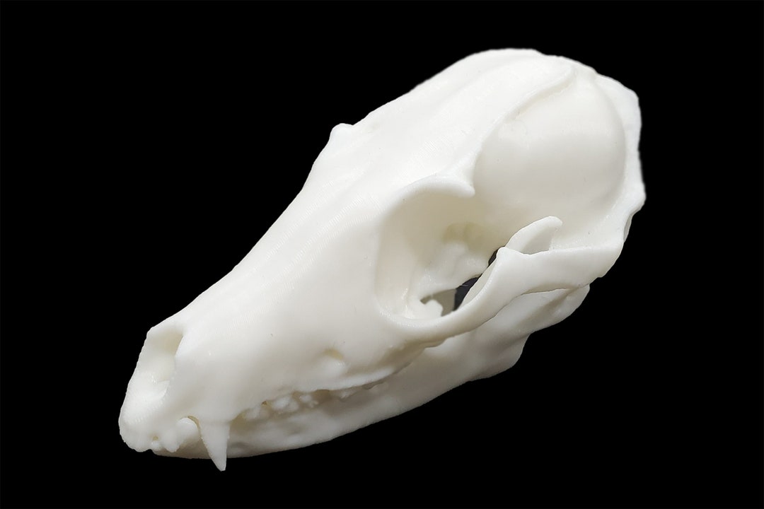 Red Fox Skull • Replica Animal Skull • 3D Printed - Etsy