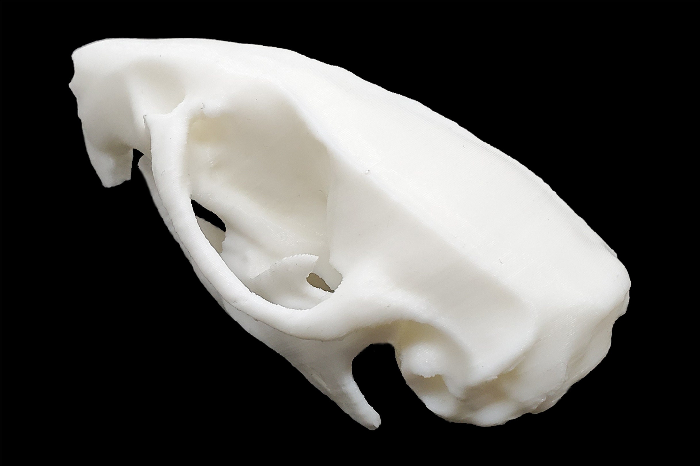 Ricefield Rat Skull • Replica Animal Skull • 3D Printed - Etsy