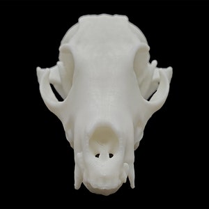 Red Fox Skull • Replica Animal Skull • 3D Printed - Etsy