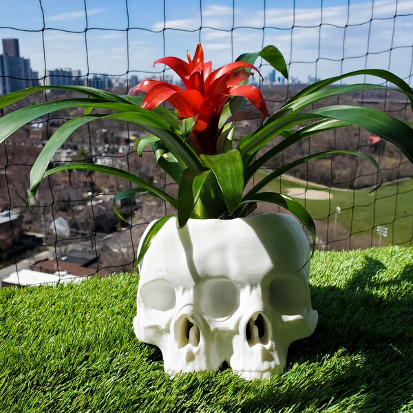 Skull Planter - Etsy