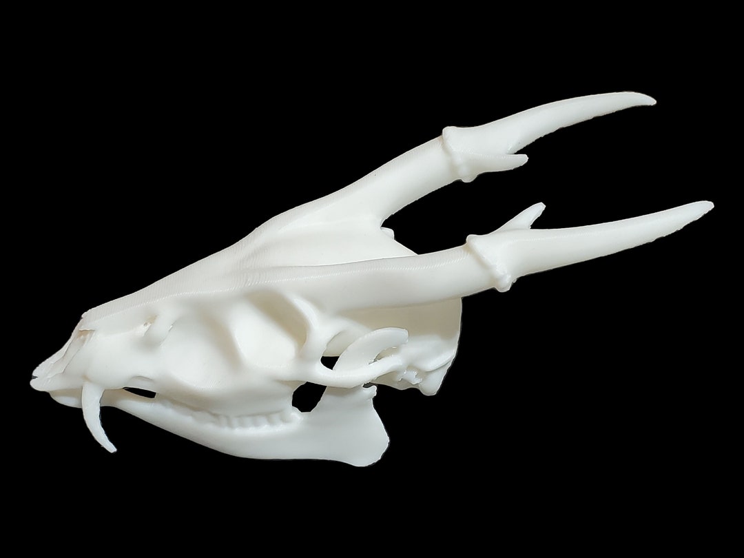Muntjac Deer Skull • Replica Animal Skull • 3D Printed - Etsy