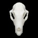 Red Fox Skull • Replica Animal Skull • 3D Printed - Etsy