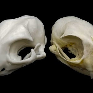 Domestic Cat Skull • Replica Animal Skull • 3D Printed - Etsy