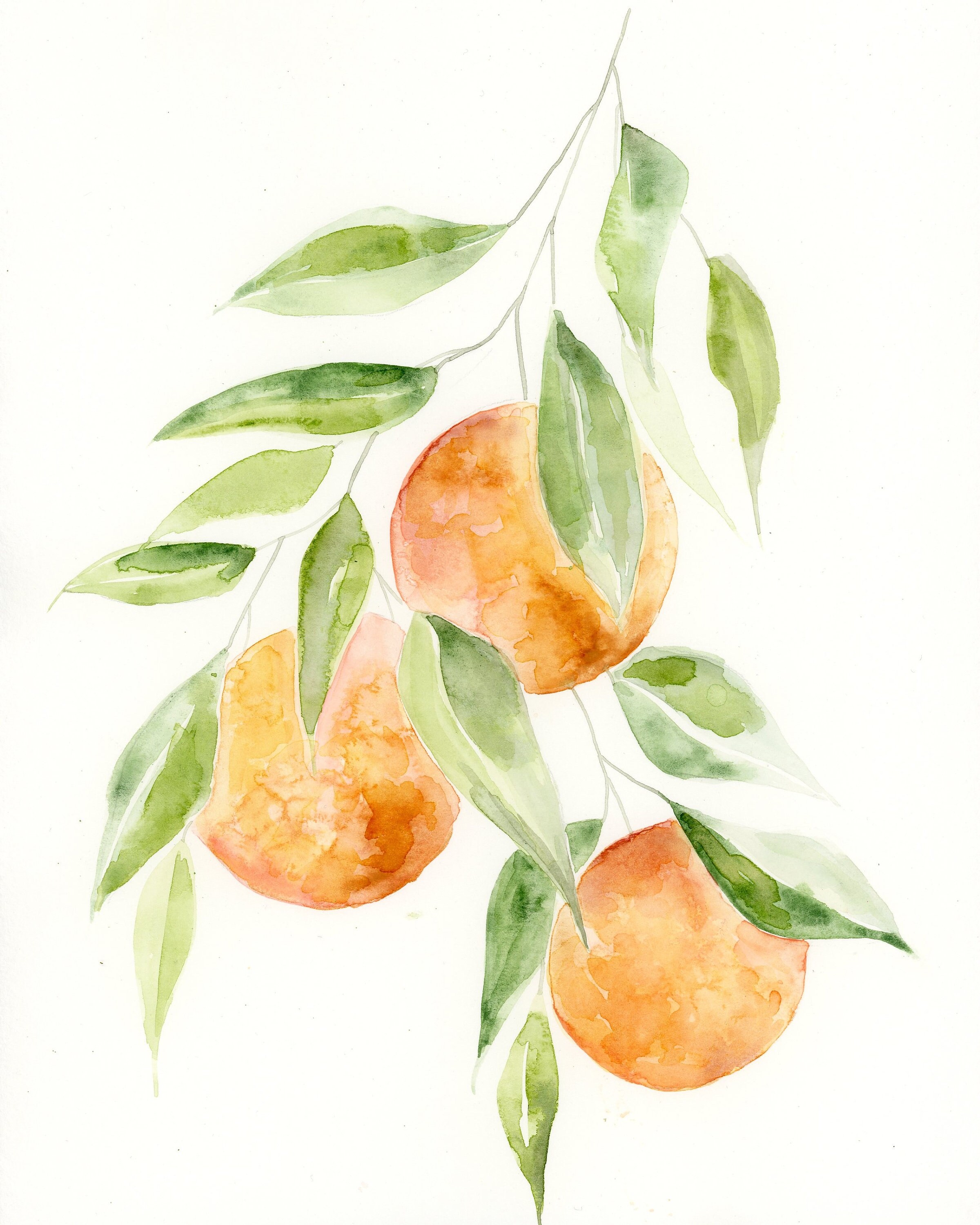 Citrus Grove PRINT. Watercolor Botanical Painting, Orange Blossom ...