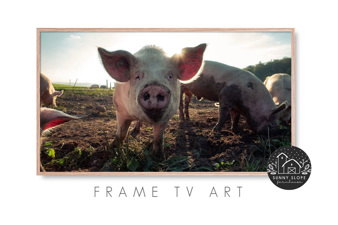 Samsung Frame Tv Art Pig, Farm, Farmhouse, Cattle, Countryside ...