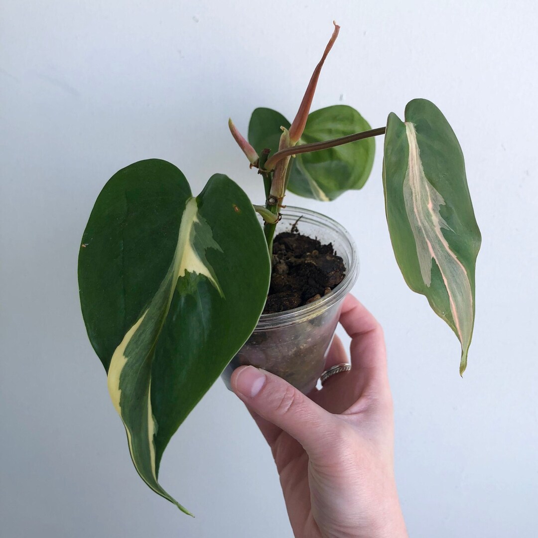 Philodendron Rio - Etsy
