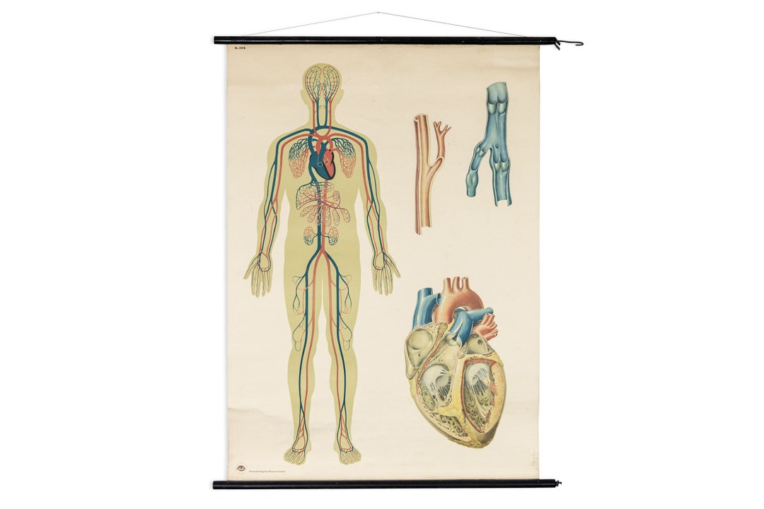 Old Original Vintage School Wall Map Human Blood Circulation - Etsy