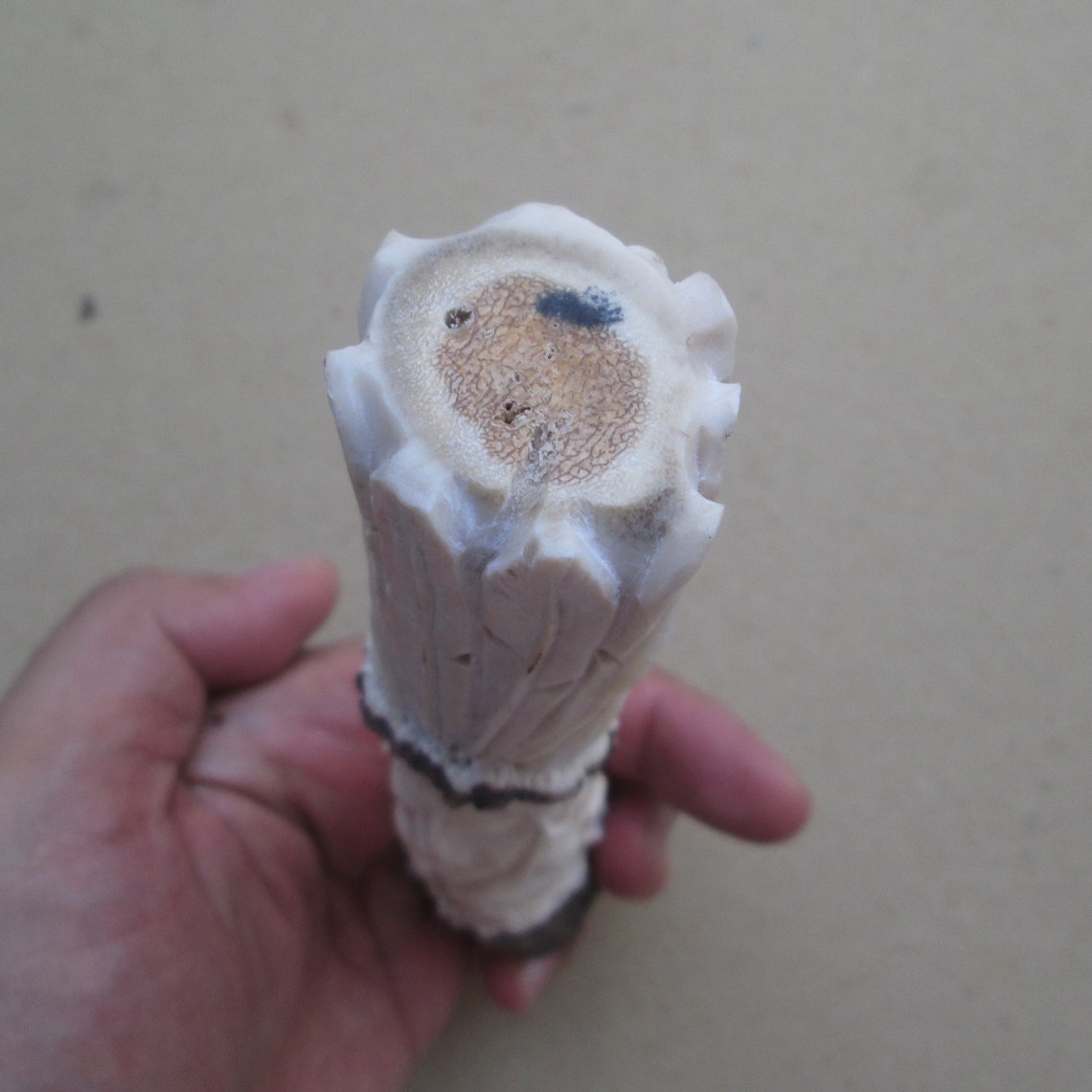 Indian Deer Carved Antler Handle Deer Horn Bali Bone Carving Etsy