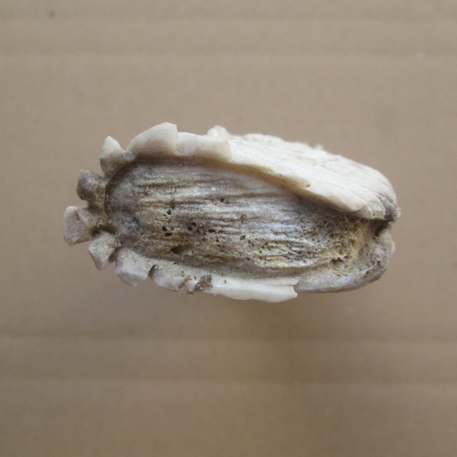 Indian Carved Antler Handle Deer Horn Bali Bone Carving Etsy