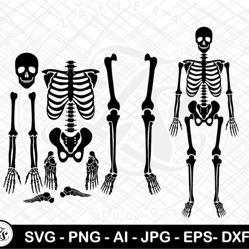Halloween Life Size Skeletons - Etsy