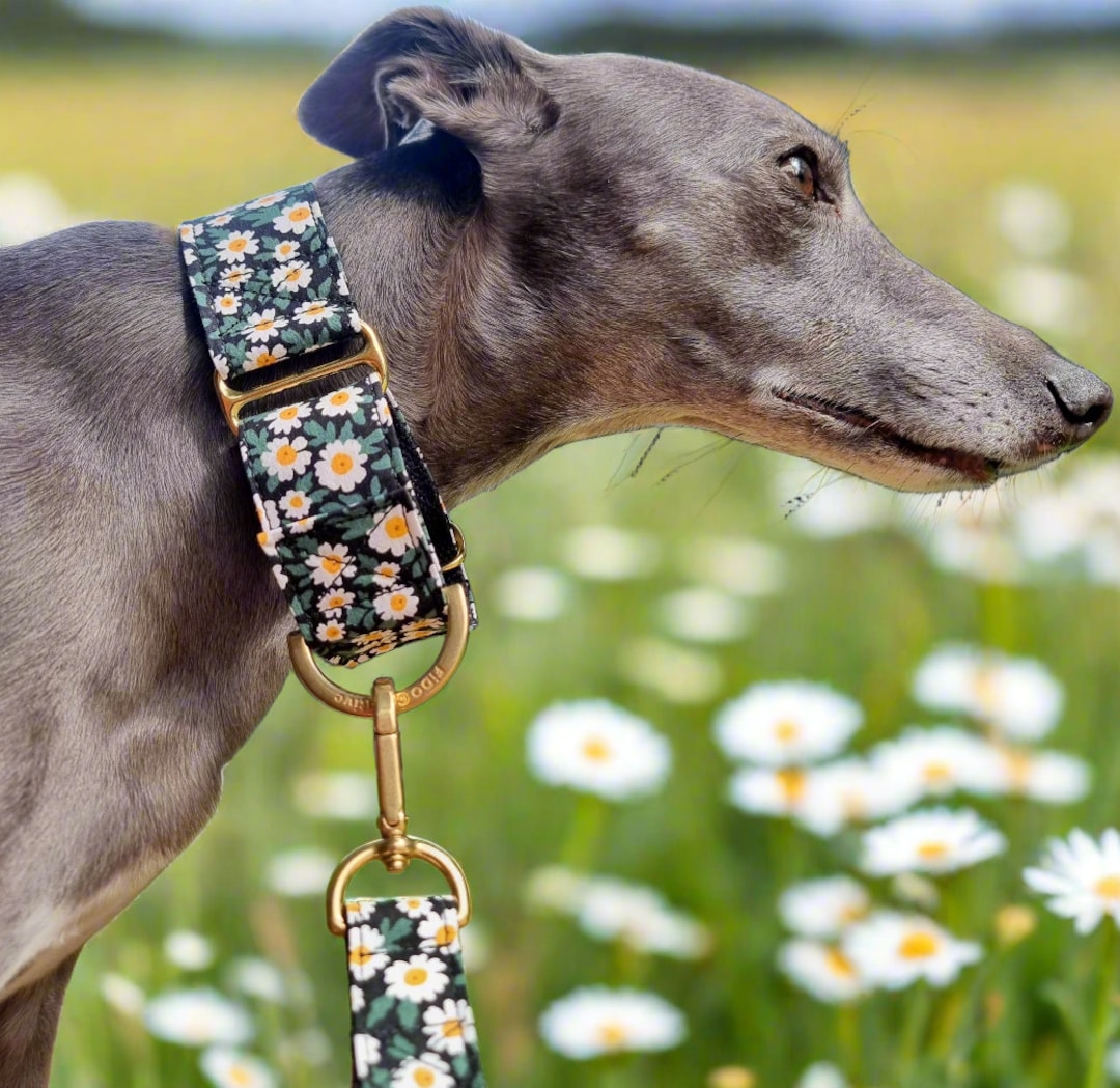 Green Daisy Martingale Collar | Floral | Dog Collar | Greyhound Collar ...