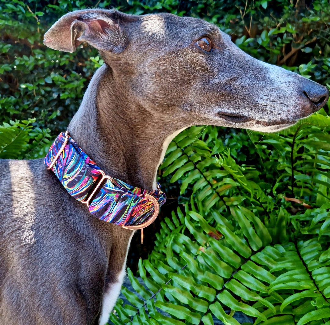 Lucid Leaves Martingale Collar Bright Dog Collar Colourful Water ...