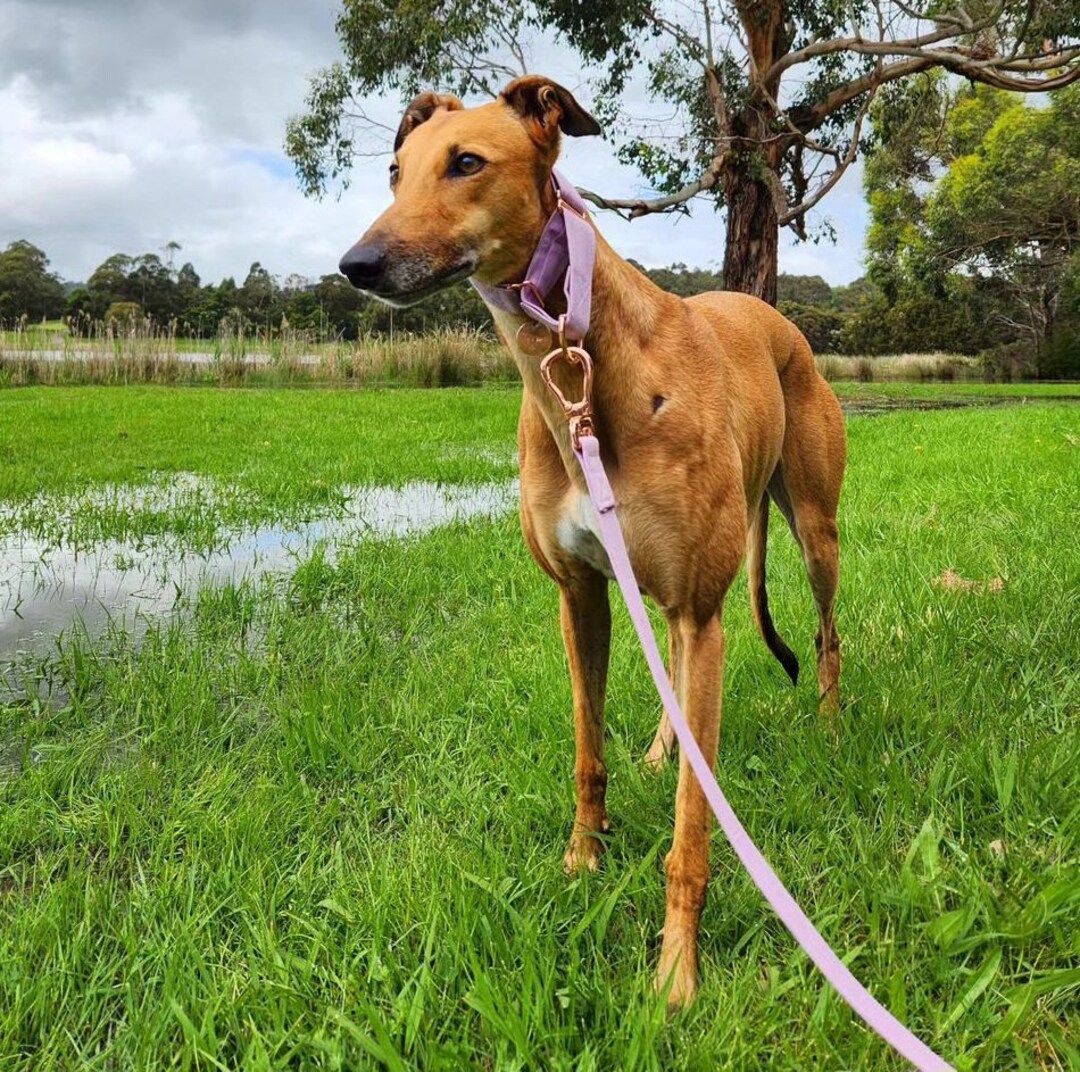 Lilac Purple Leash Lavender Pastel Purple Lead 4ft Leash 5ft Leash 6ft ...