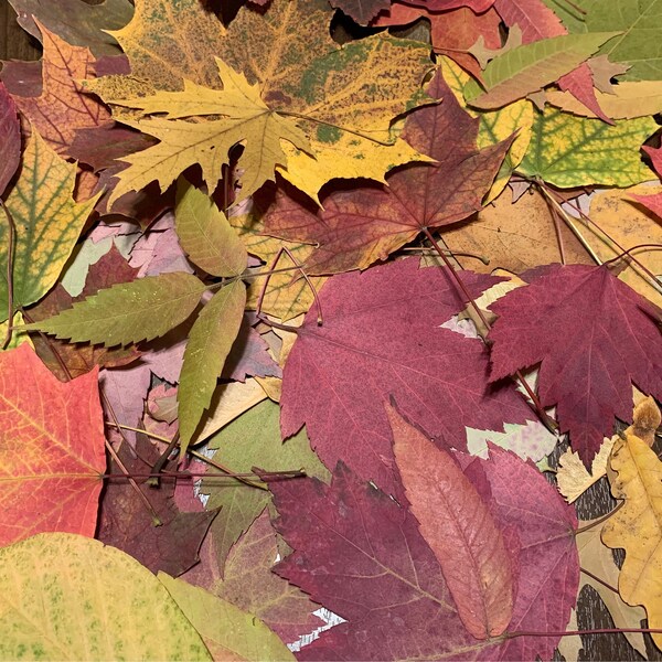 Pressed Leaves - Etsy