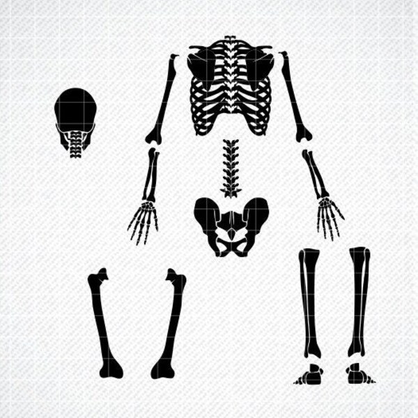 Skeleton Bone Bones - Etsy