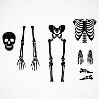 Skeleton Svg - Etsy