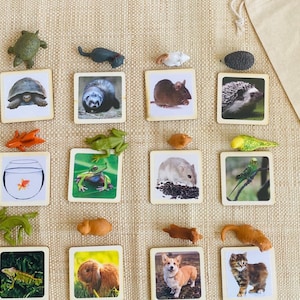 Montessori and Waldorf Learning Pet Safari Ltd Animals Sustainable ...