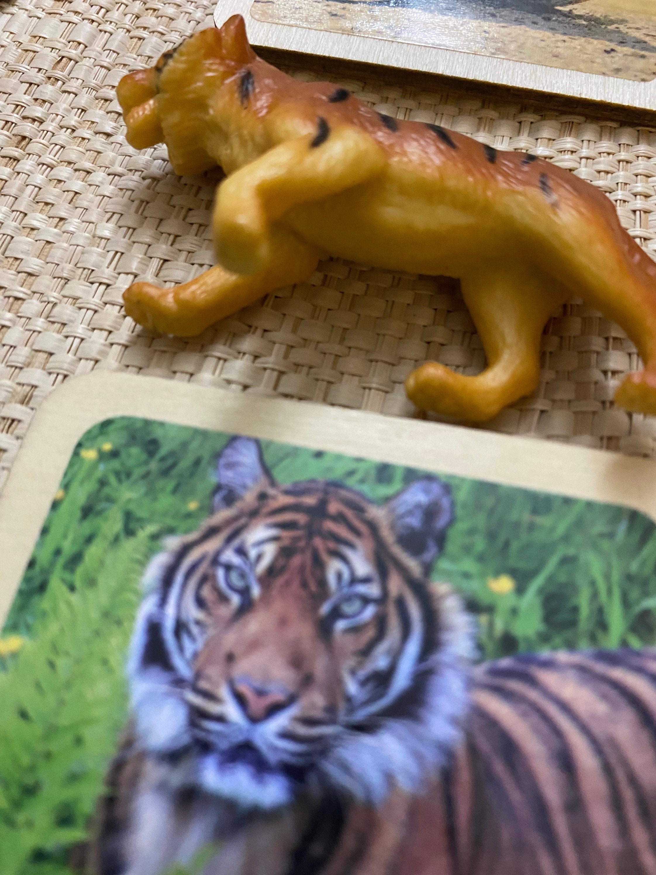 Montessori Wild Animals With Figurines Safari Toob Ltd , Matching Game ...