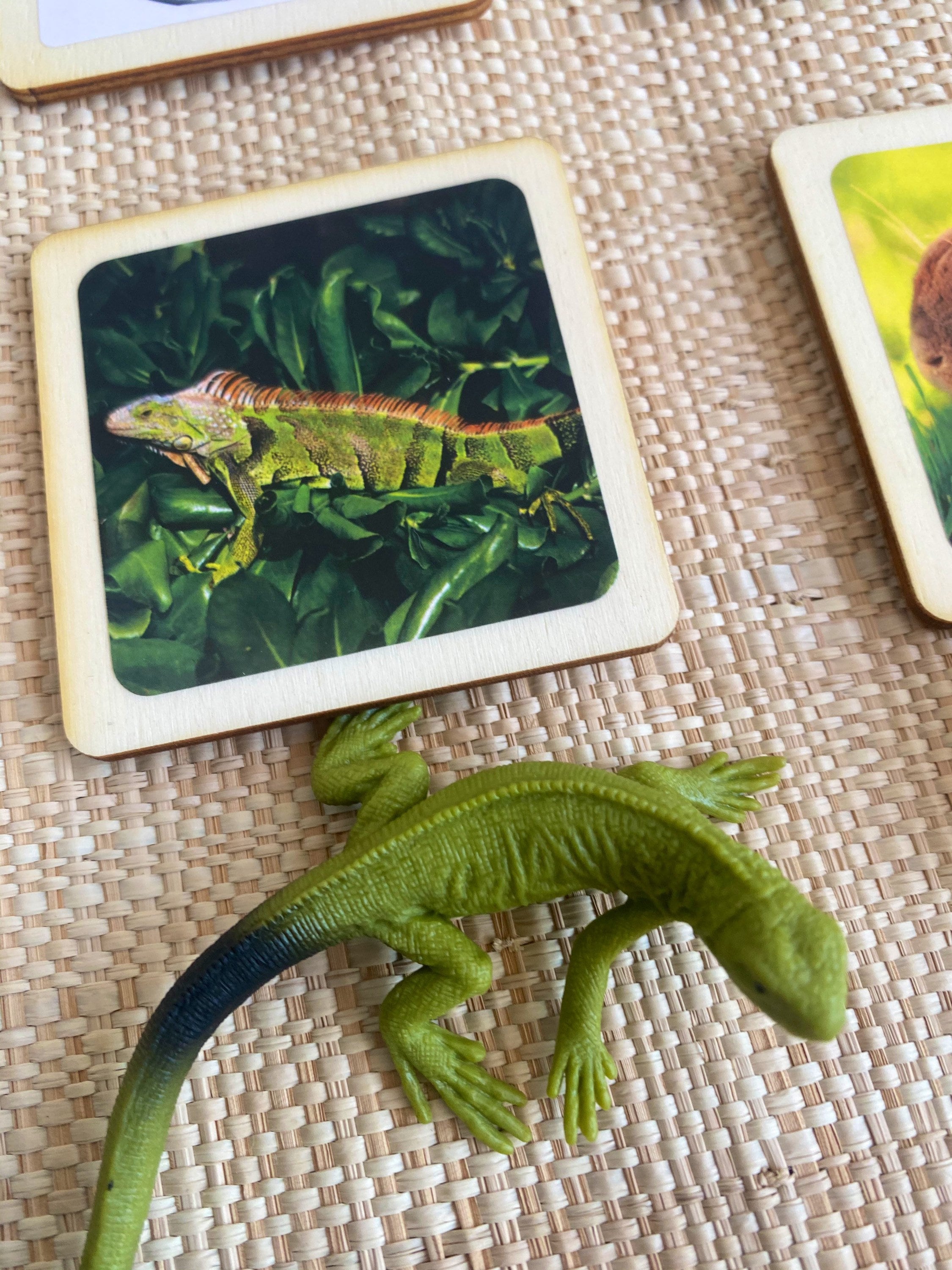 Montessori Safari Animal Matching Cards, Wooden Learning Toy - Etsy