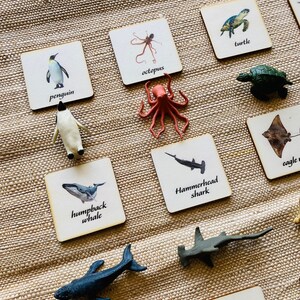 Sea Life Animal Montessori Matching Cards, Homeschool Learning - Etsy