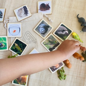 Montessori and Waldorf Learning Pet Safari Ltd Animals Sustainable ...