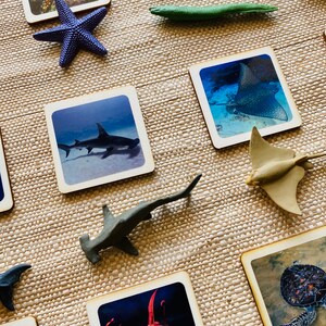 Montessori and Waldorf Learning Sea Life Animals Sustainable Match Toys ...