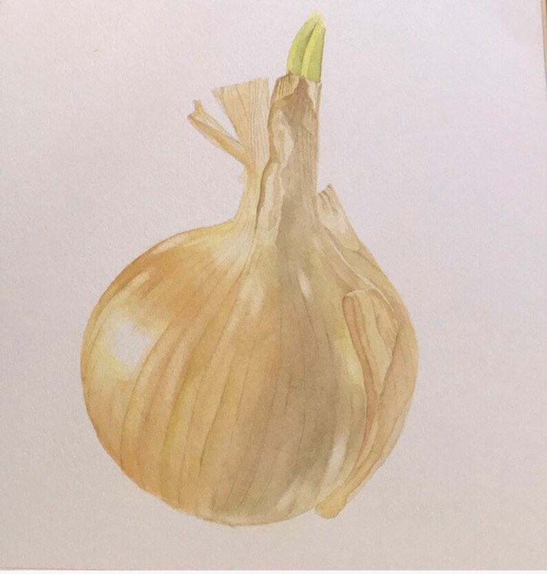 Onion in Watercolour Original Painting - Etsy