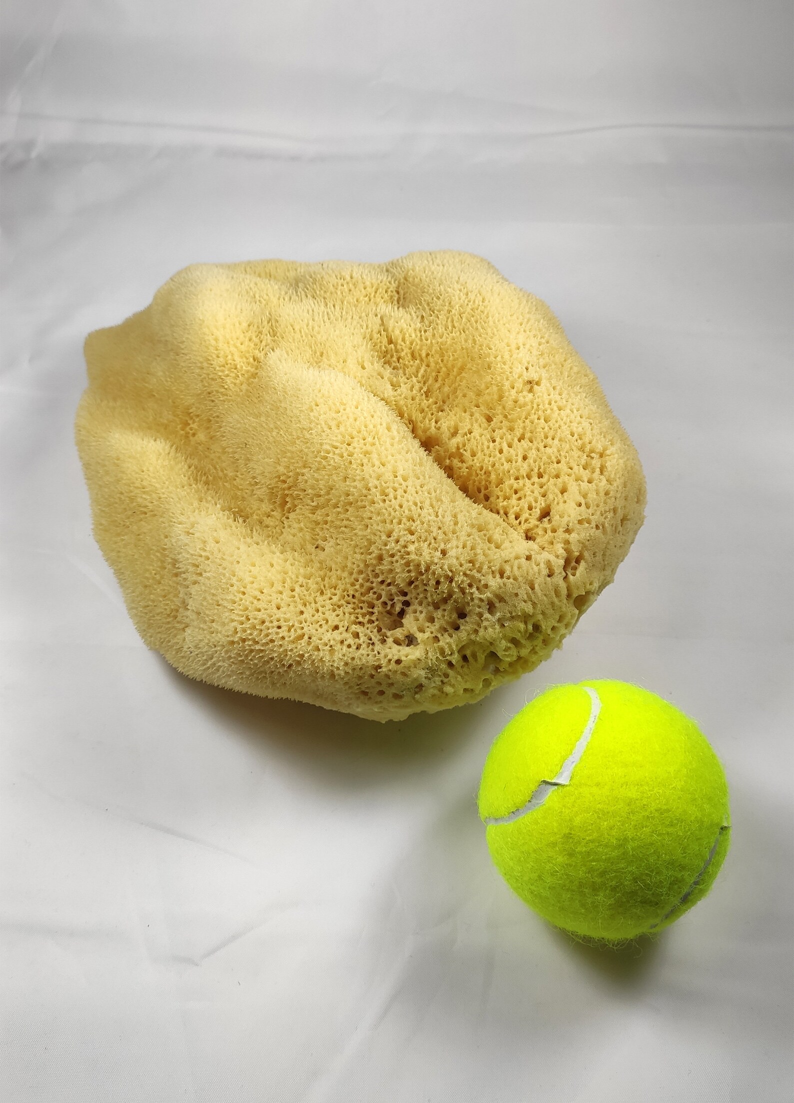 Natural Greek Fina Silk Sea Sponge 8.08.50 | Etsy