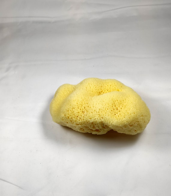 Natural Greek Fina Silk Sea Sponge 4.50 Inches 11.5cm - Etsy
