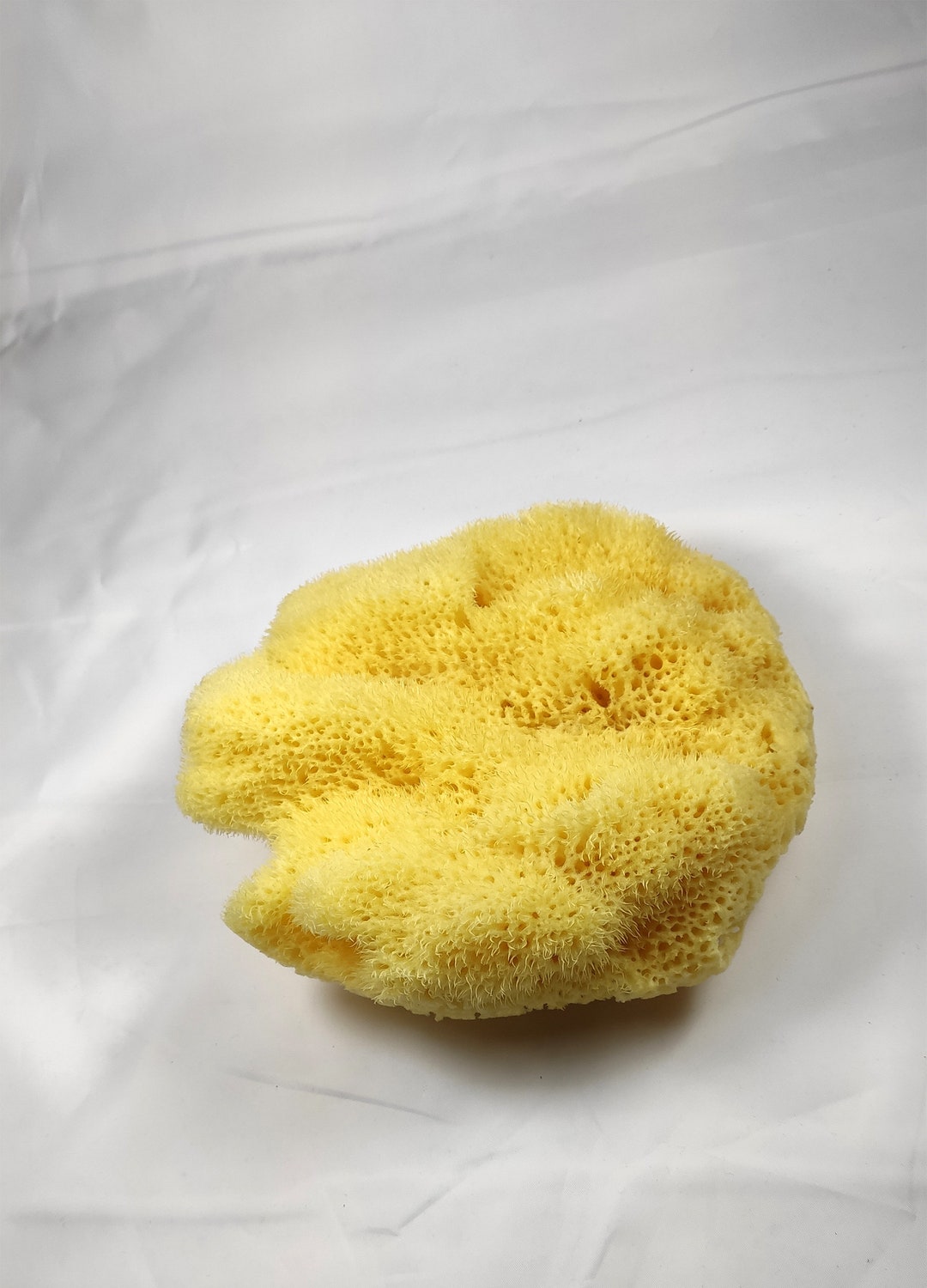 Natural Greek Fina Silk Sea Sponge 6.06.50 Inches15-17cm Kalymnos Bath ...
