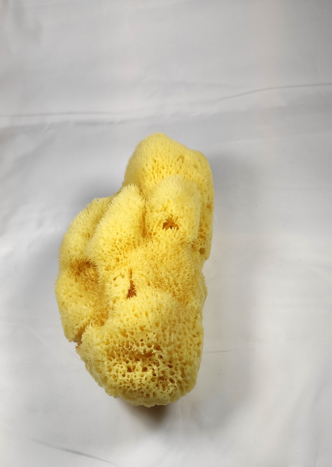 Natural Greek Fina Silk Sea Sponge 8.08.50 | Etsy