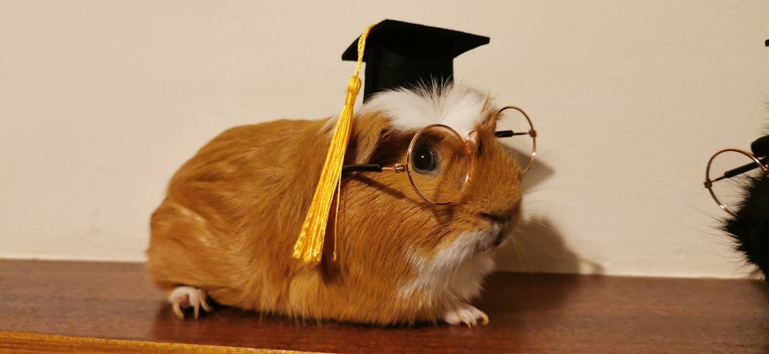 Graduation Small Animal Hat Glasses Guinea Pig Outfit Rabbit Hamster ...