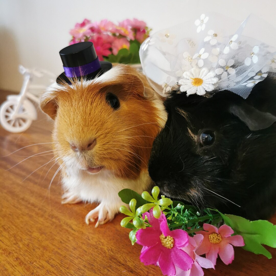 Guinea Pig Wedding Costume Small Pet Bride Groom - Etsy