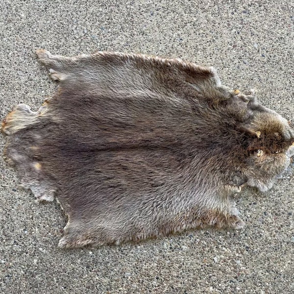 Beaver Pelt - Etsy
