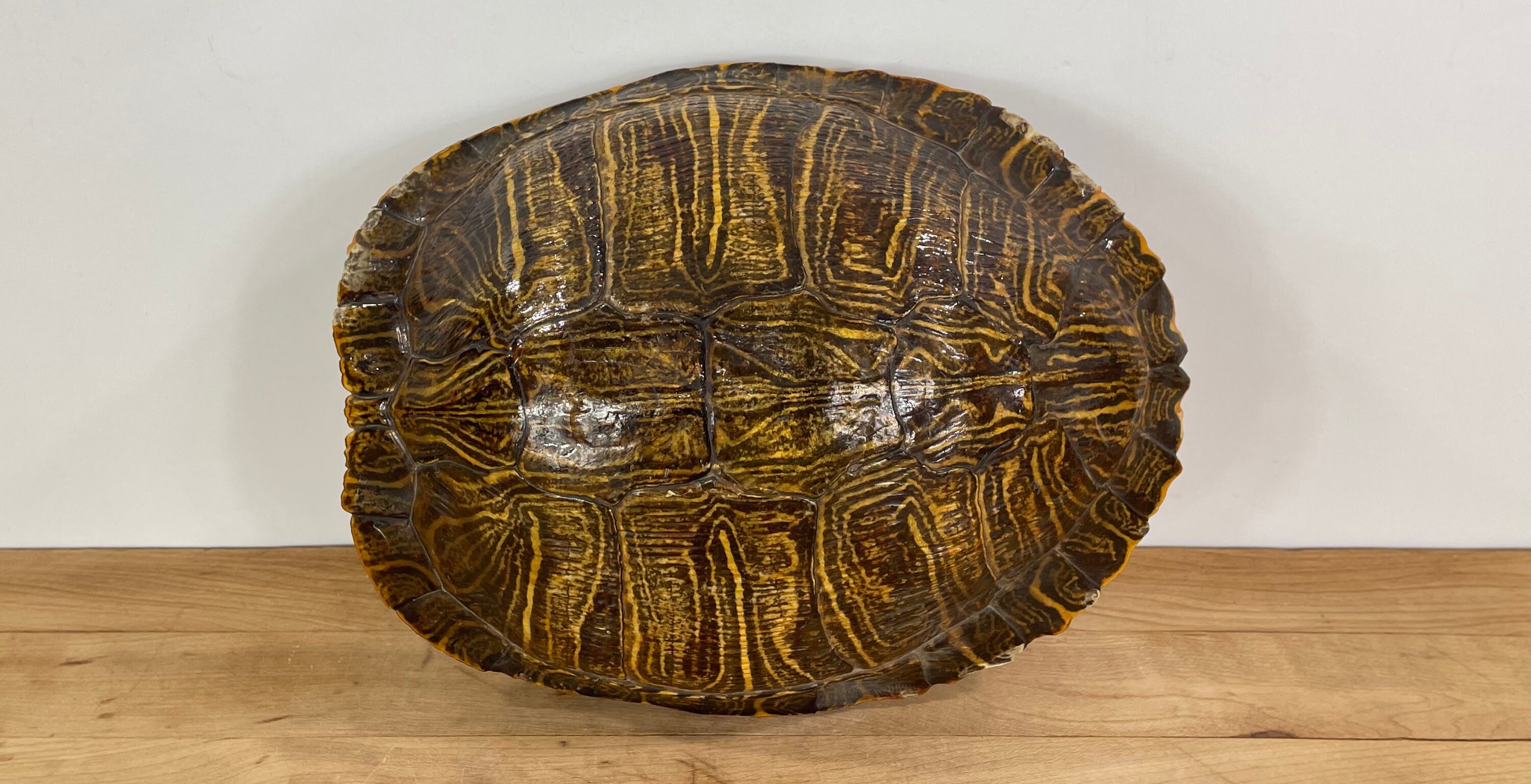 Genuine Taxidermy Pond Slider Turtle Shell - Etsy