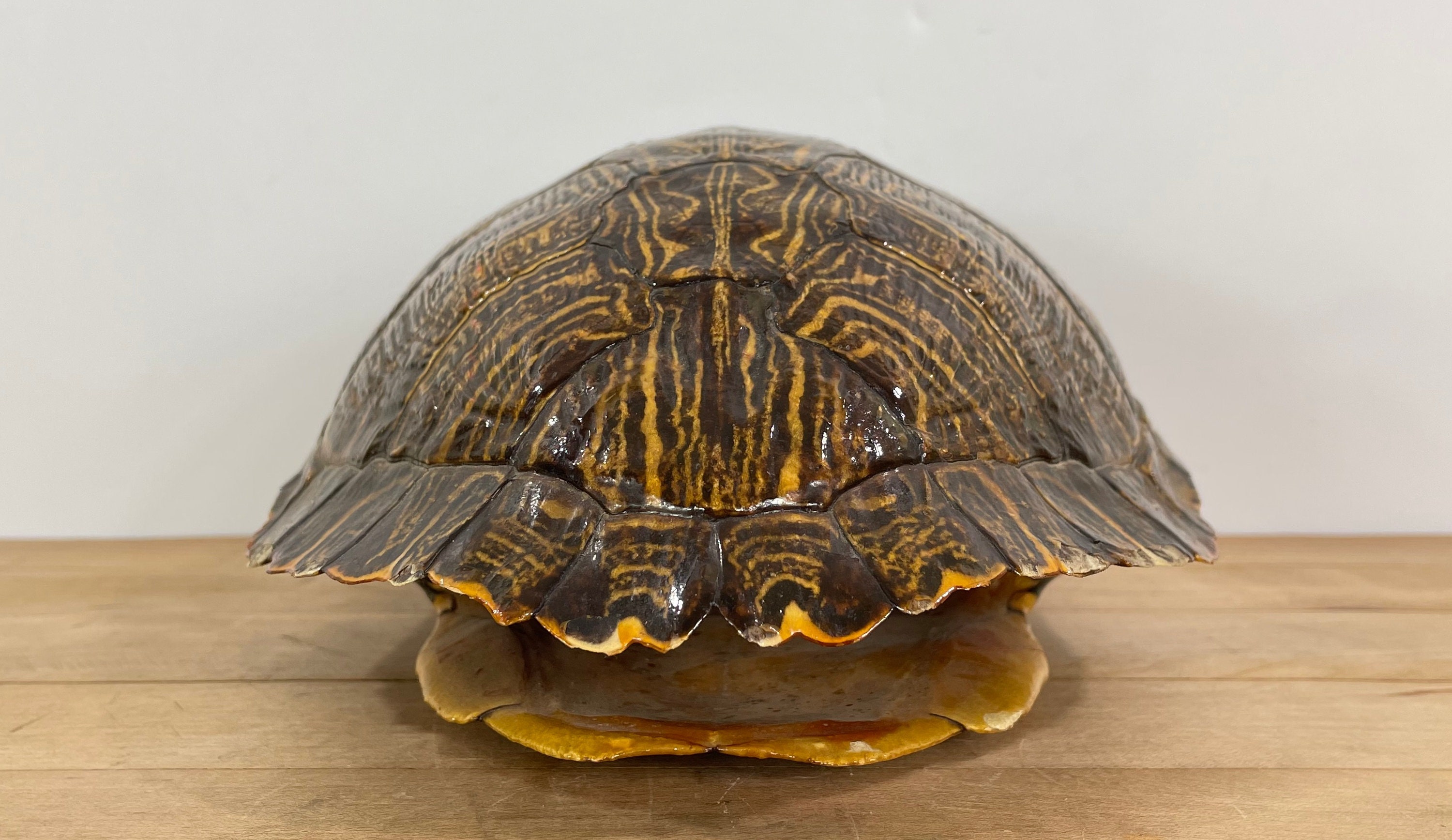 Genuine Taxidermy Pond Slider Turtle Shell - Etsy