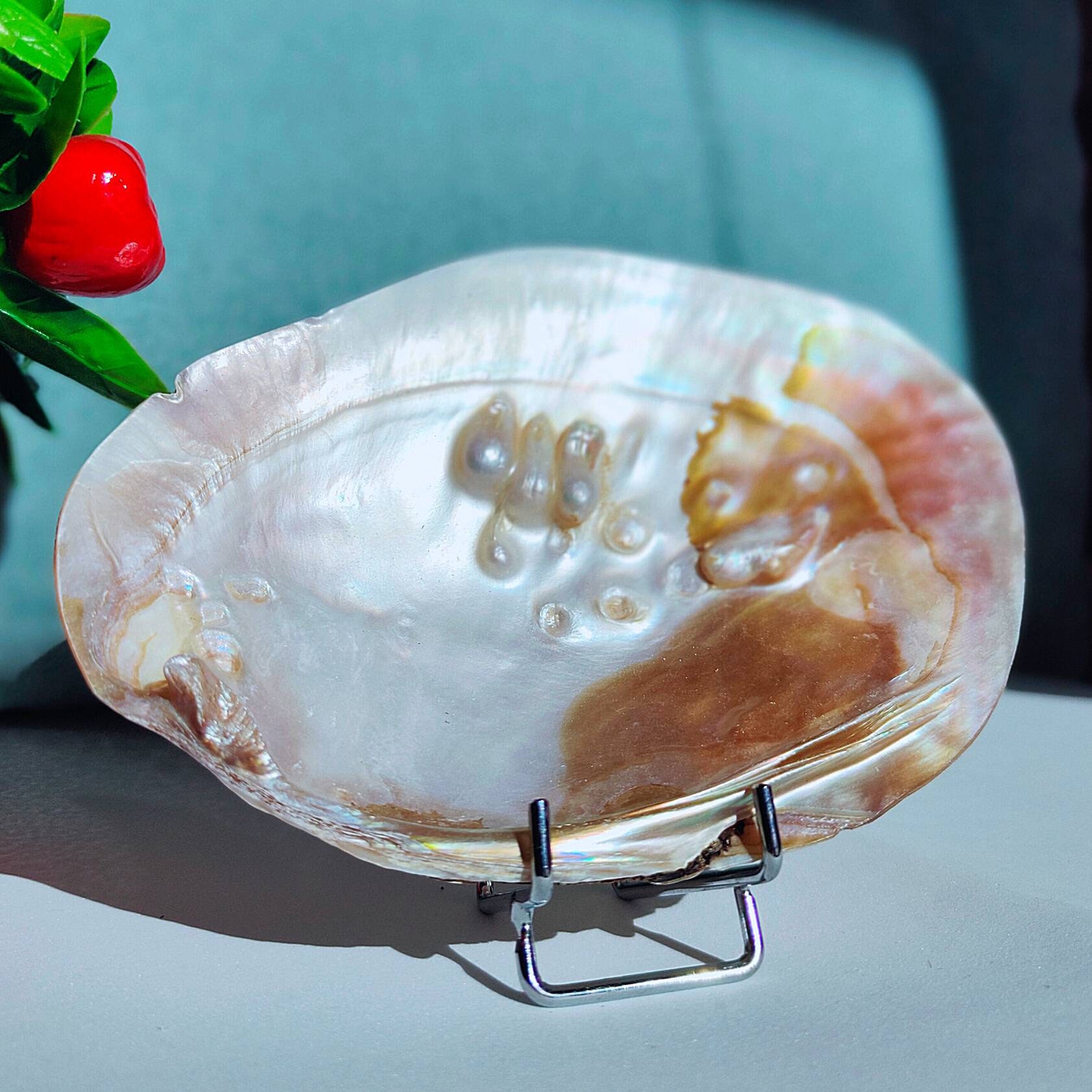 Real Pearls In Shell