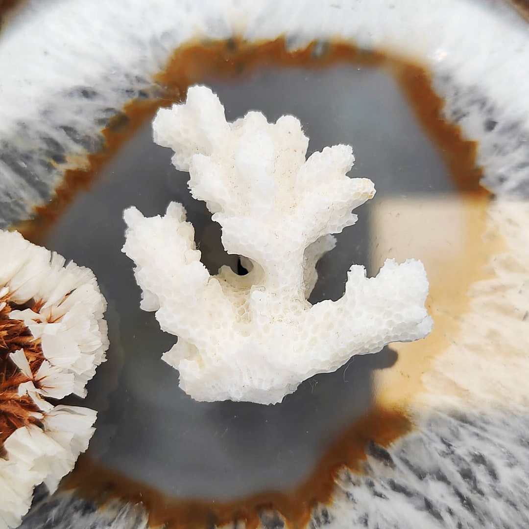 Natural Fossilized Stony Dead Coral Pieces/ Size - Medium - Etsy