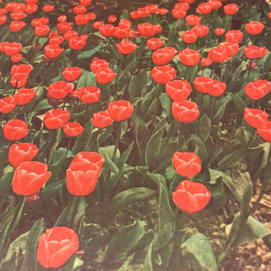 Vintage Cappers Farmer Magazine May 1951 - Etsy