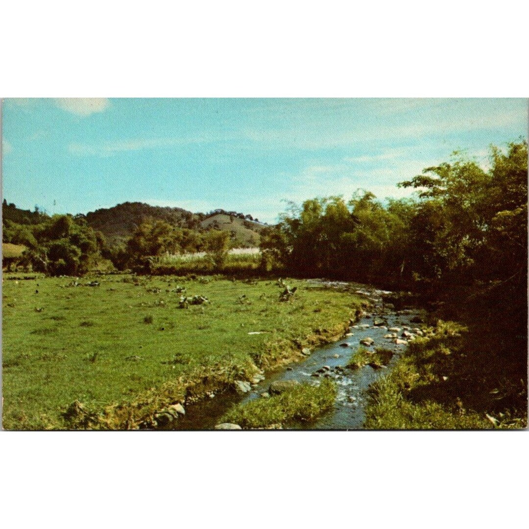 Vintage Chrome Puerto Rico Postcard, El Yunque Rain Forest, Curteich ...