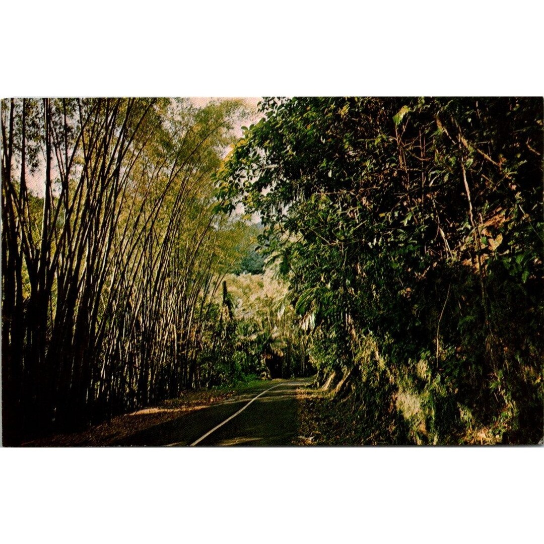 Vintage Chrome Puerto Rico Postcard, Bamboo Drive El Yunque Rain Forest ...