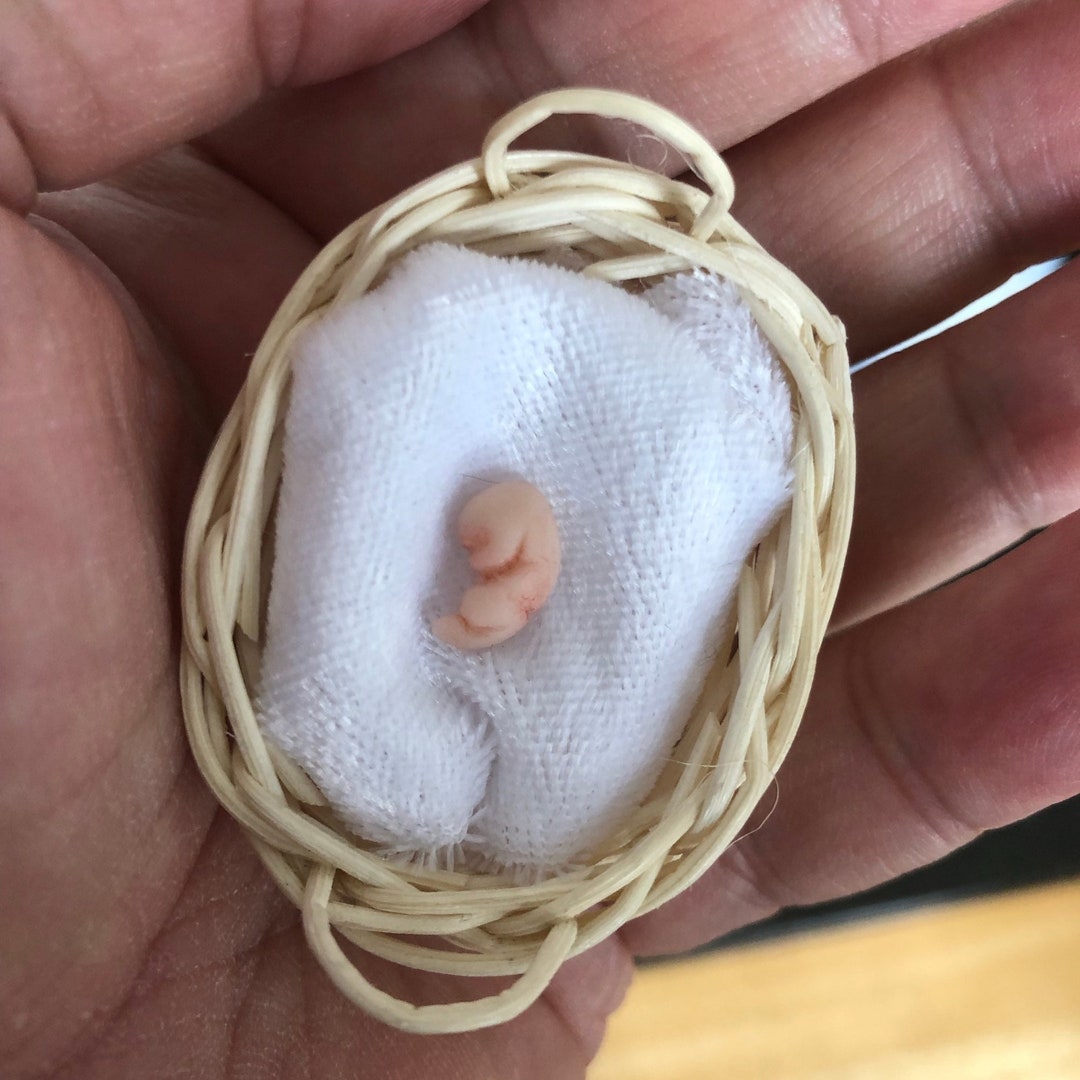 8 Week Gestation Foetus Baby in a Wicker Basket, Miscarriage Loss ...