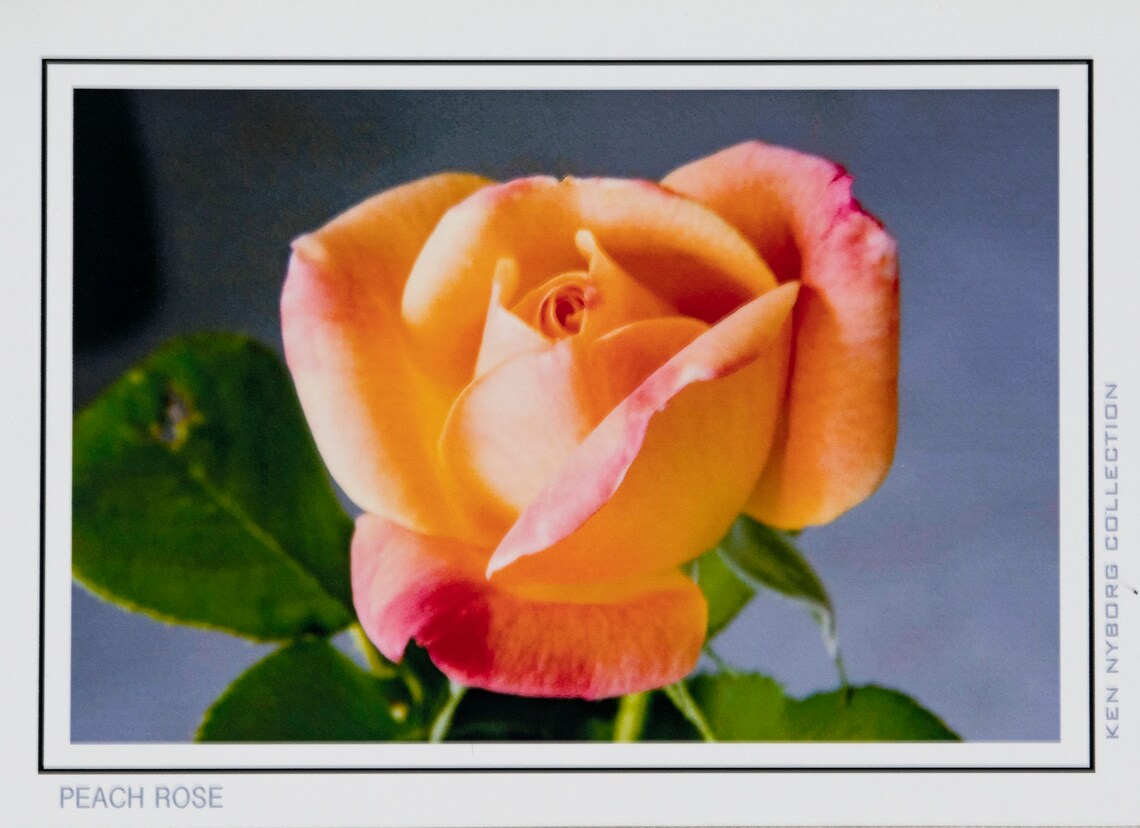 Rose Greeting Cards, Box Set of 8 , Art Photography, All Occasion ...