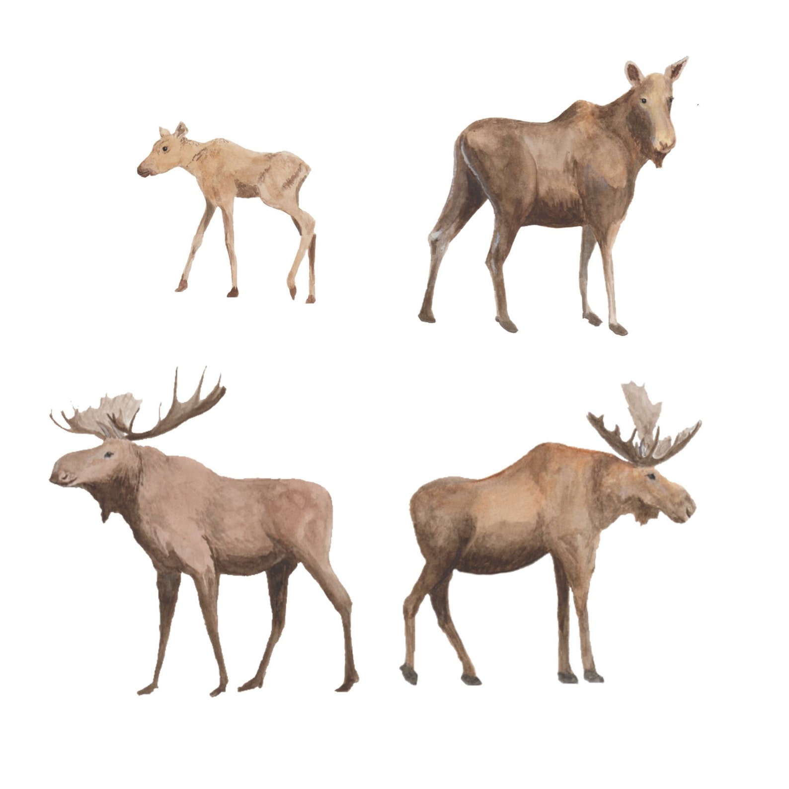 Watercolor Moose Clipart Features:bull Moose,baby Moose, Forest ...