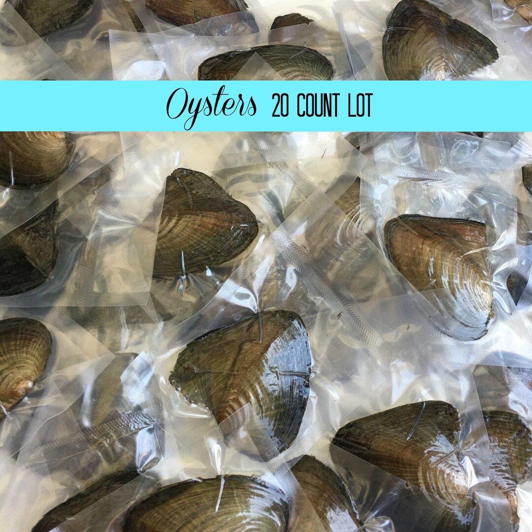 20 Count Lot Freshwater Oyster Individually Wrapped With 6-9mm Round ...